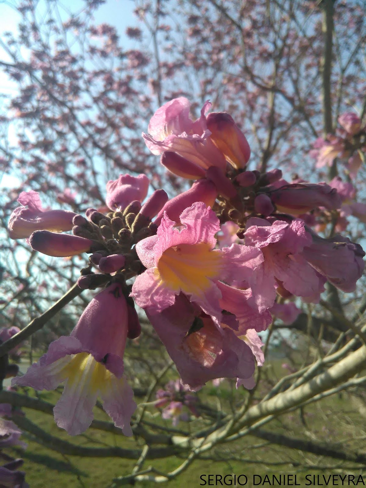 Flora Nativa de Entre Rios