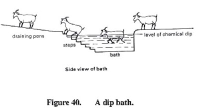 DIPPING of Animals at Farm Level ~ Vets Solution