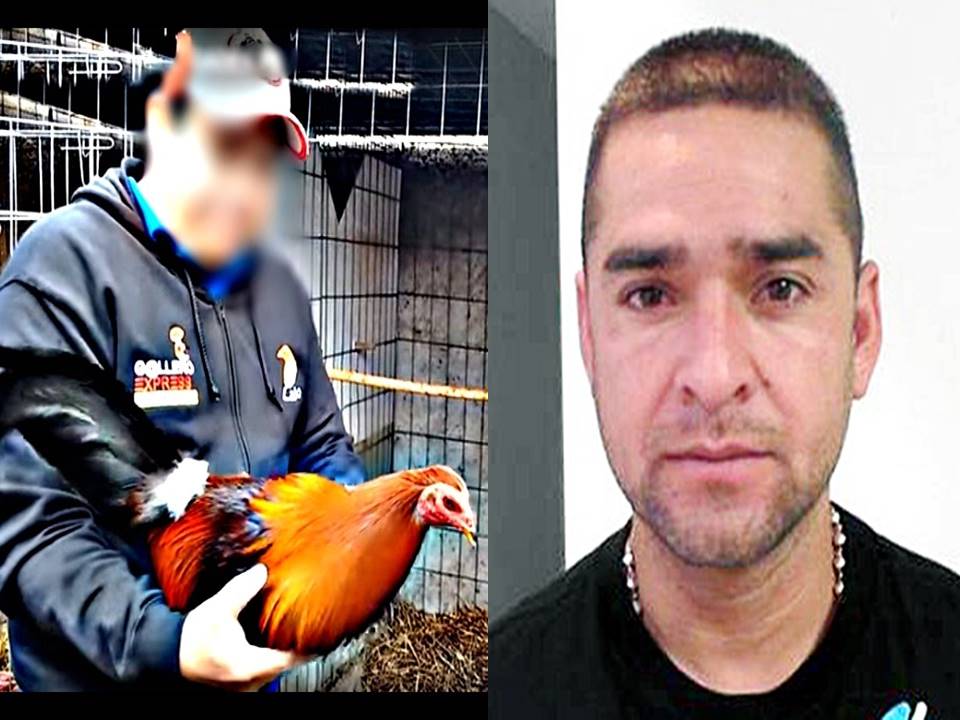 AFIRMAN QUE “EL GALLERO” DEL CARTEL DEL JALISCO TRAICIONO A “EL PIOLIN ...