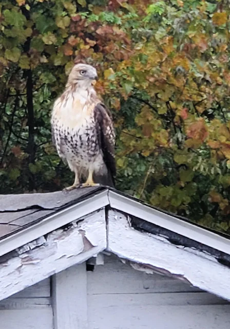 How Can I Protect my Chickens from Hawks? - Fresh Eggs Daily® with Lisa ...