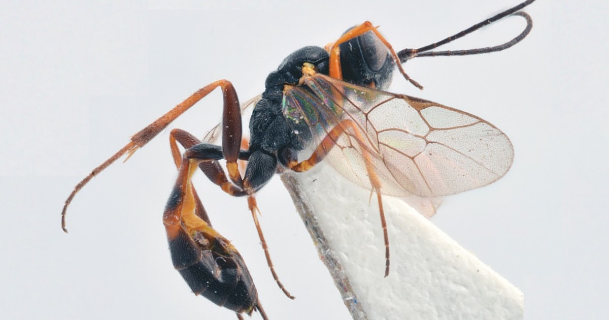 Species New to Science: [Entomology • 2020] Contributions to the ...