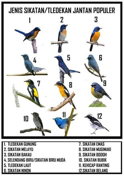 ragam tledekan | JBBKICAU