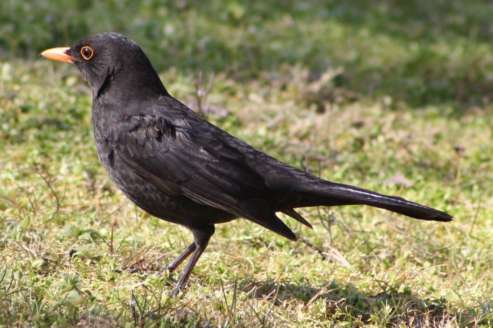Imagens da vida animal: Melro-preto (Turdus merula) Novas imagens