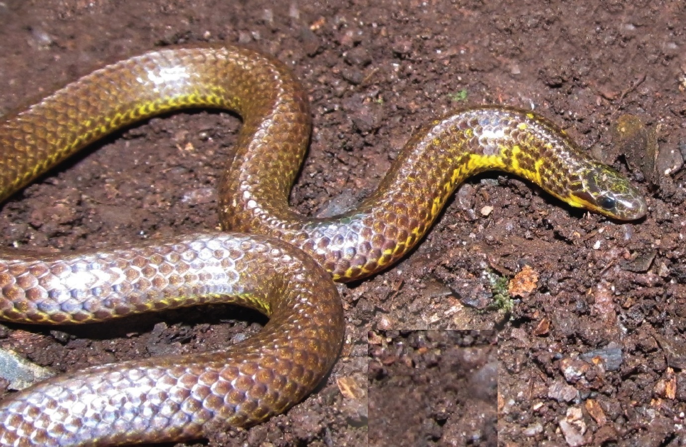 Species New to Science: [Herpetology • 2020] Uropeltis rajendrani • A ...