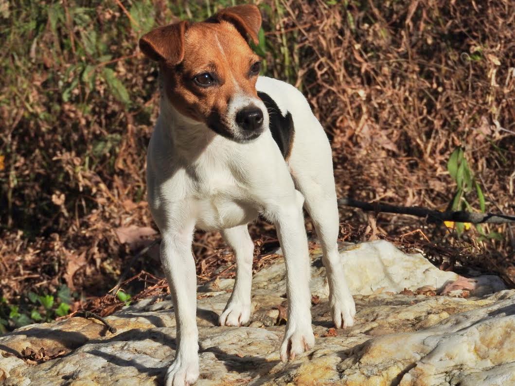 Terrierman's Daily Dose: The Crup Terrier