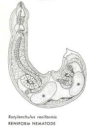 Plant Nematology and Entomology