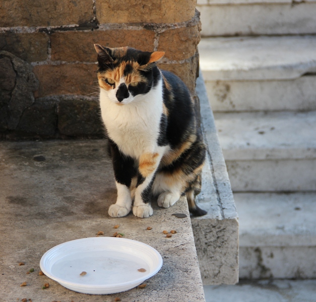 Gatos y Gatunos: Gatos de Roma I - Torre Argentina