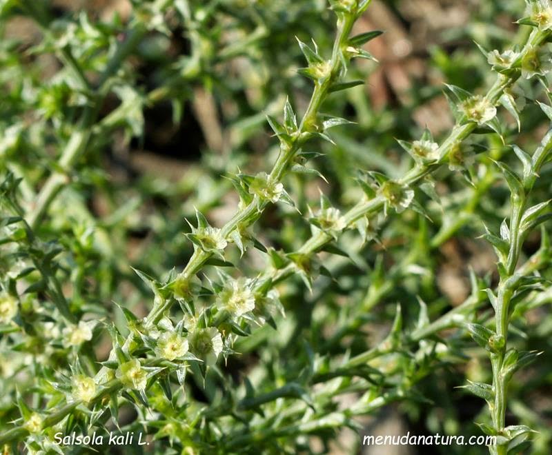 Menuda Natura: Salsola kali L.