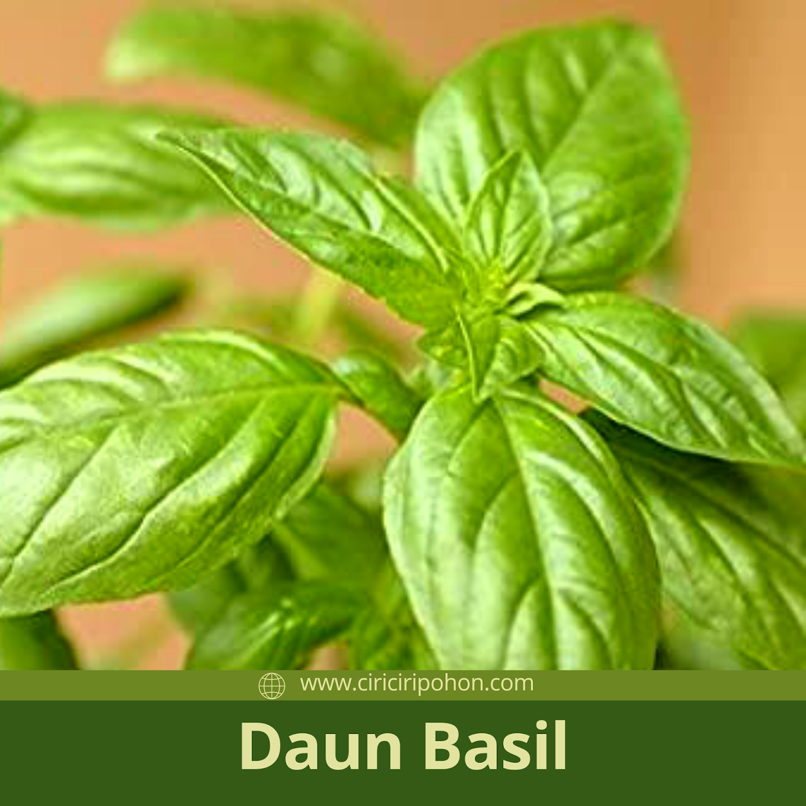 Yuk Mengenal Pohon Basil Lebih Dekat Lagi - Ciriciripohon.com