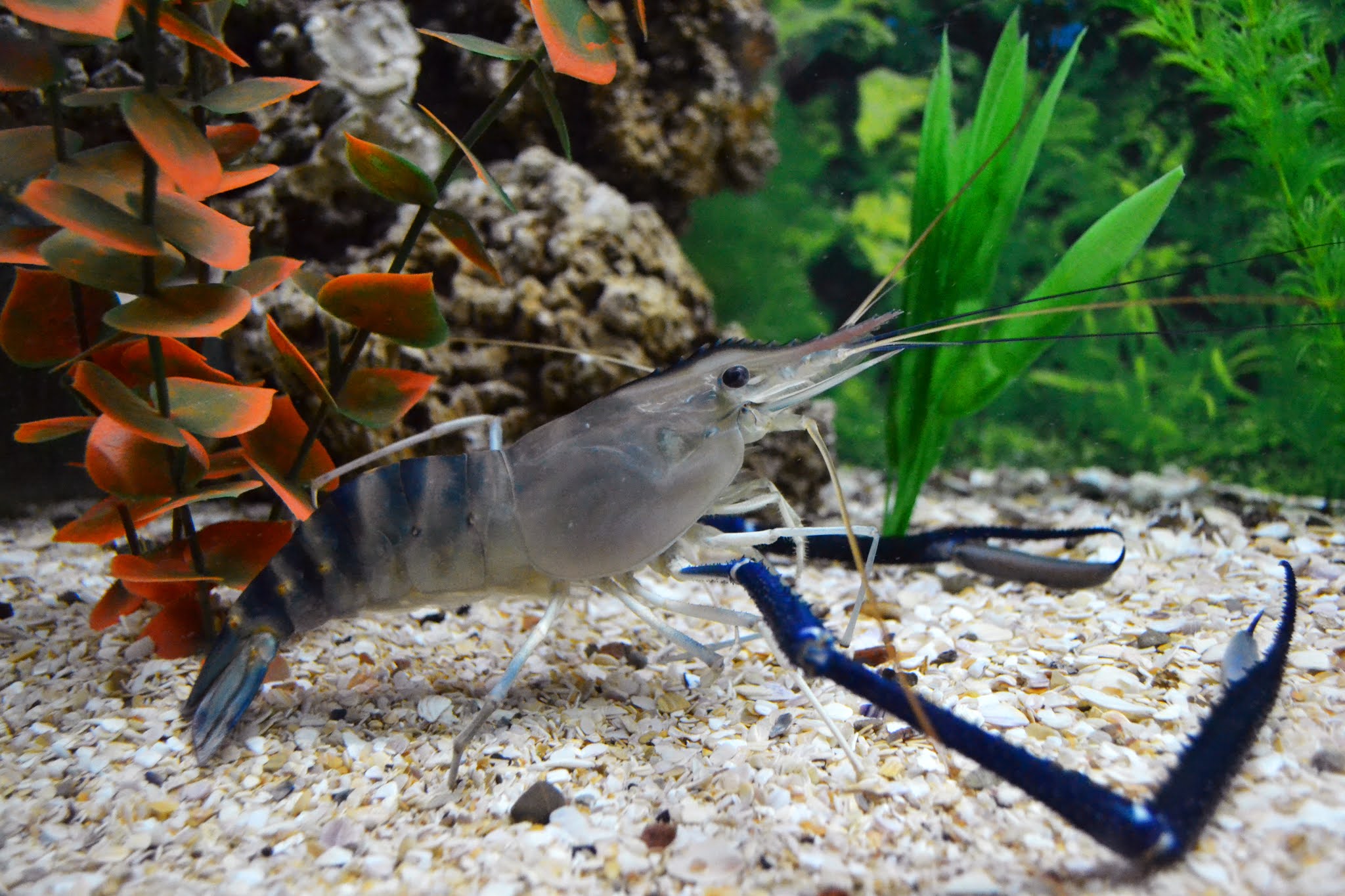 The Habitat Giant Prawns in Nature - fish-hobbyist