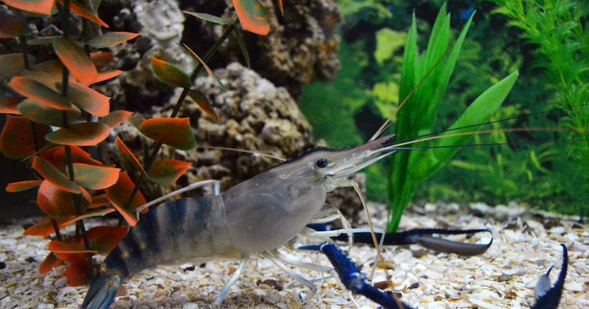 The Habitat Giant Prawns in Nature - fish-hobbyist
