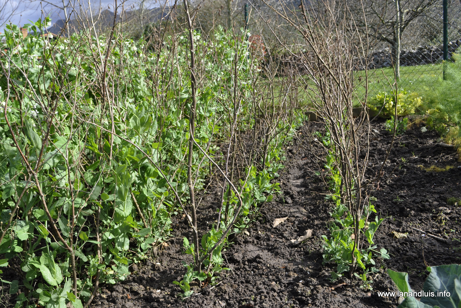 Tales from Toriello: The perfect twiggy pea stick