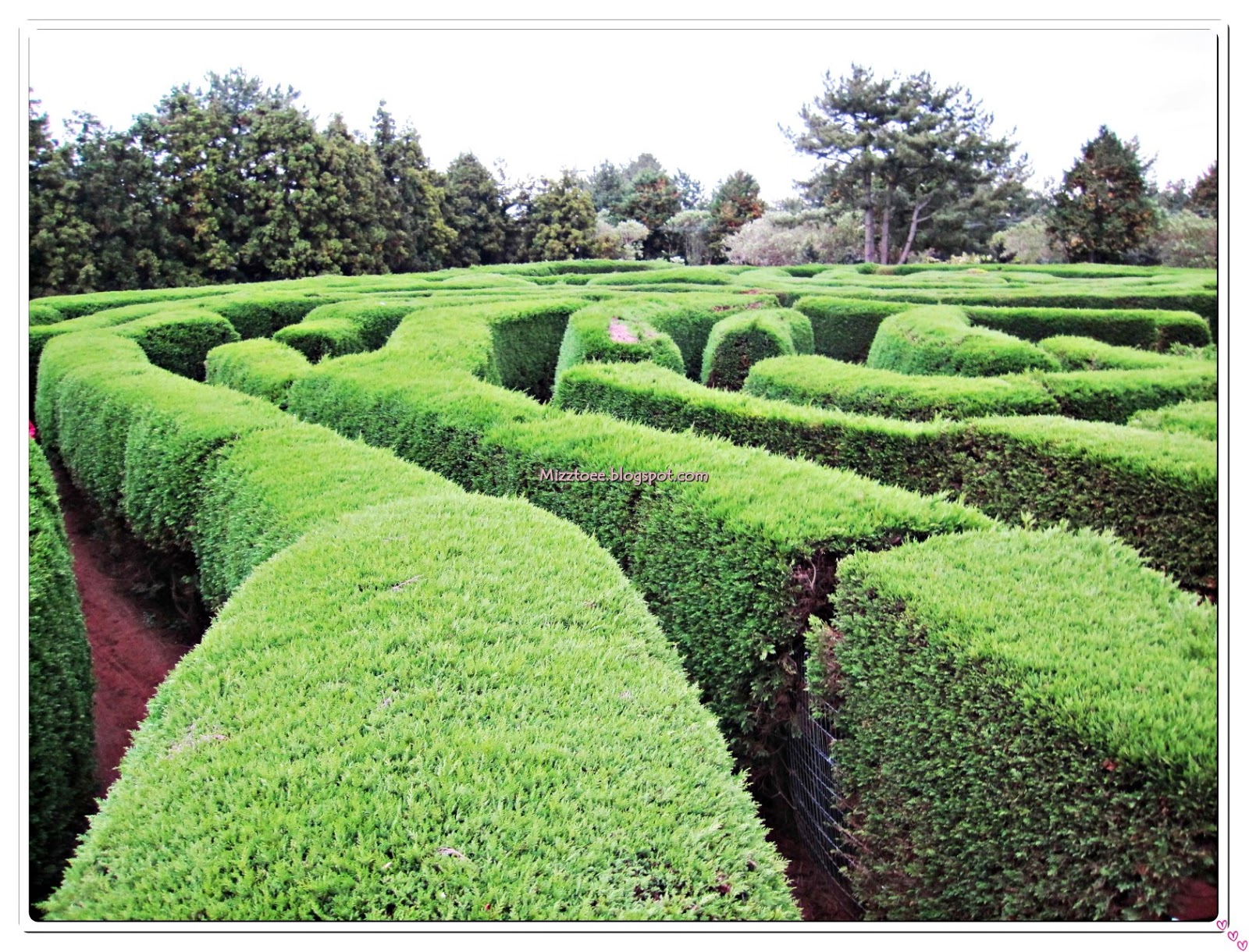 Fun Fun Fun: korea Free and easy (Jeju) : Gimnyeong Maze park and lave ...