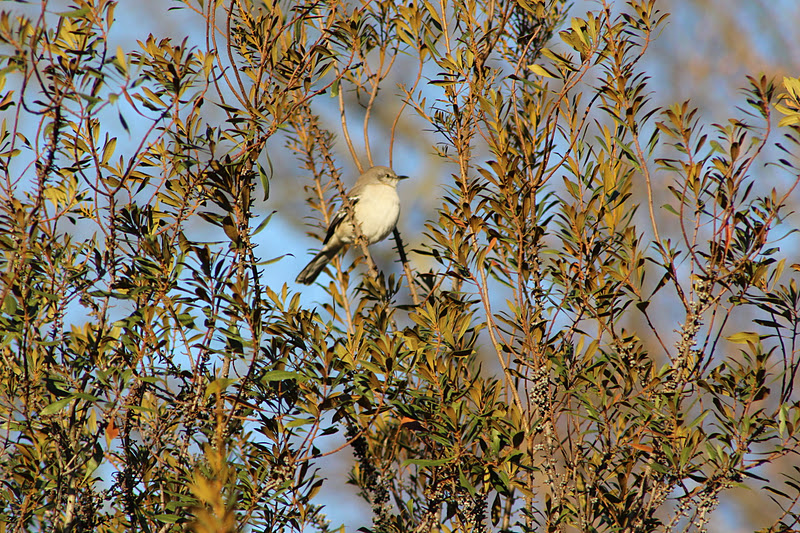Table-Foods: The JOY of Mockingbird cake