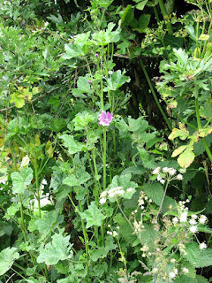 Plants, insects and animals: Common mallow
