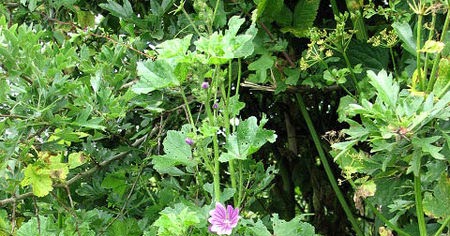 Plants, insects and animals: Common mallow
