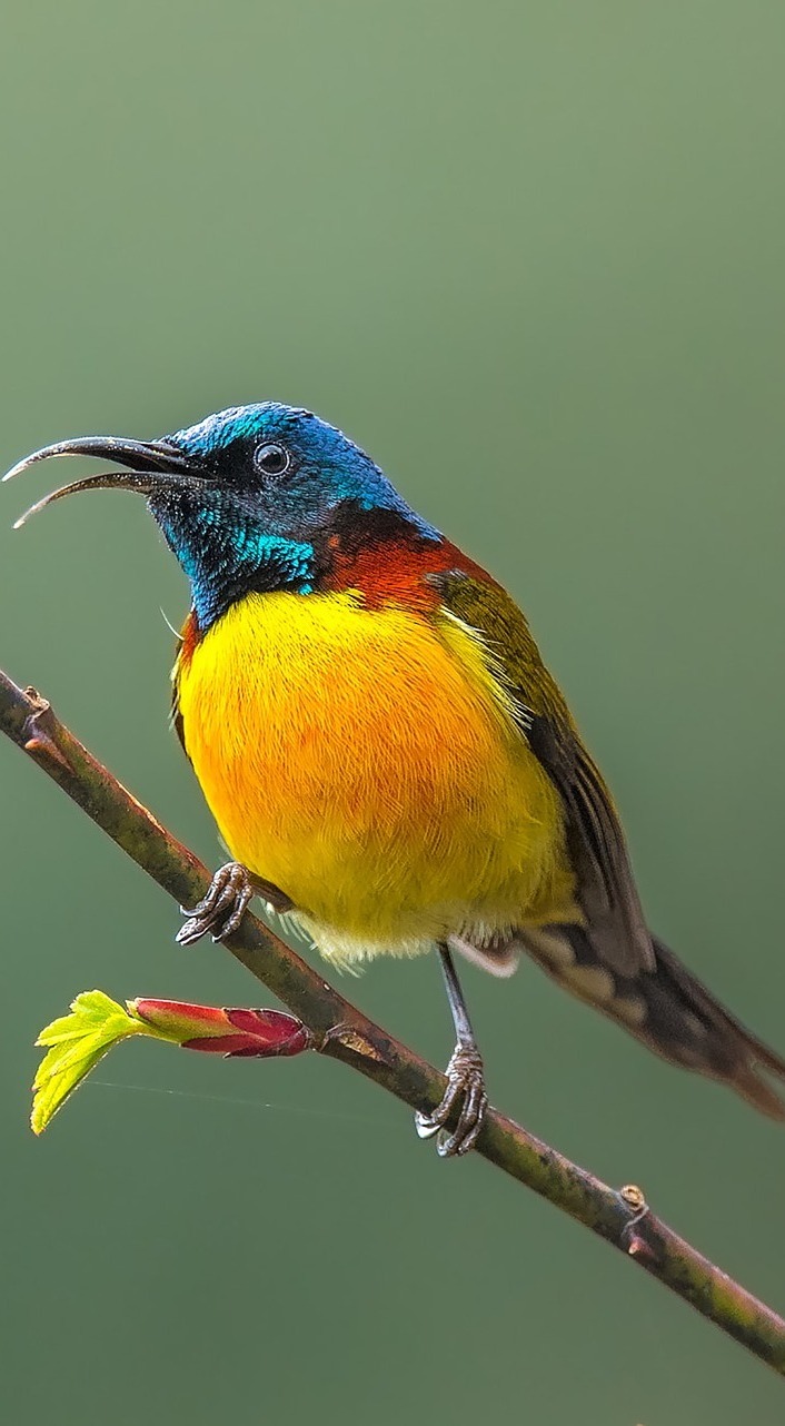 Beautiful sunbird - About Wild Animals