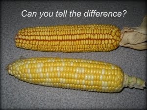 Food For Thought: Sweet Corn vs. Field Corn