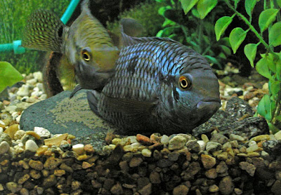 Mania de Aquário: Acará Portalegrense (Blue Port, Aequidens cf dimerus)