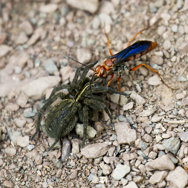 boggy thicket: Spider vs Wasp vs Tinker
