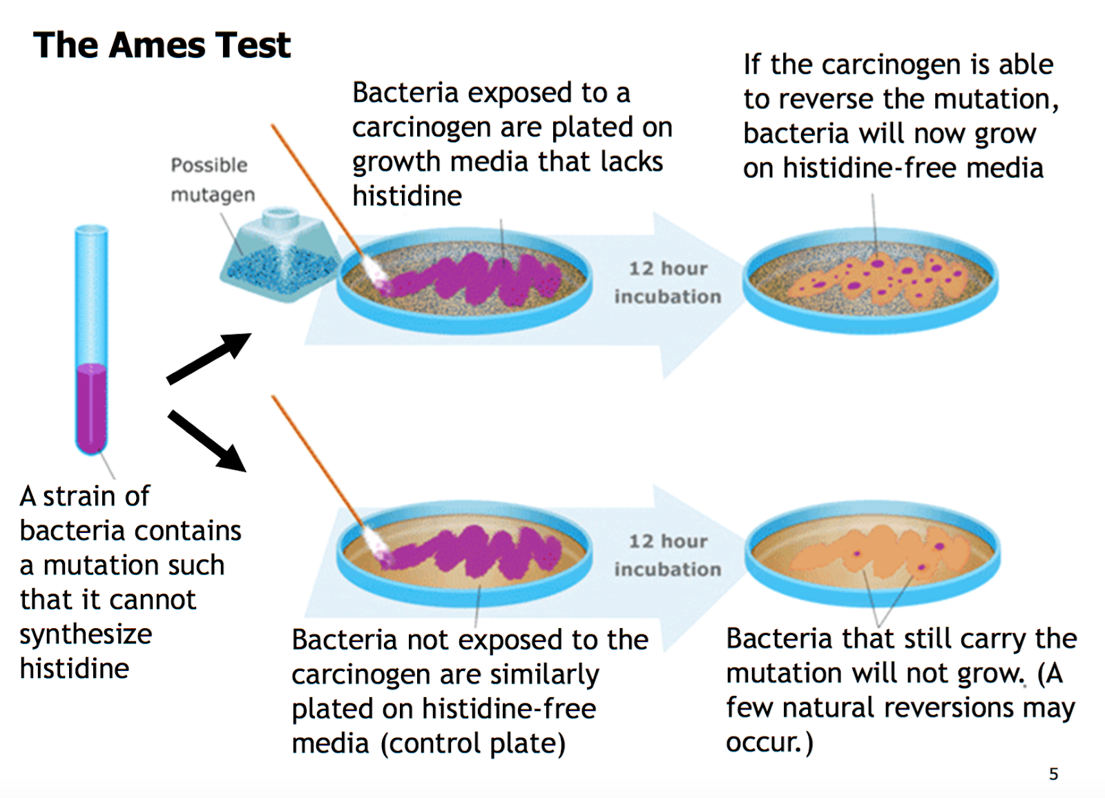 EXAMS AND ME : Bruce Ames
