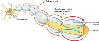 Neuronal Excitability and Nerve Conduction The Nerve Impulse Pathway