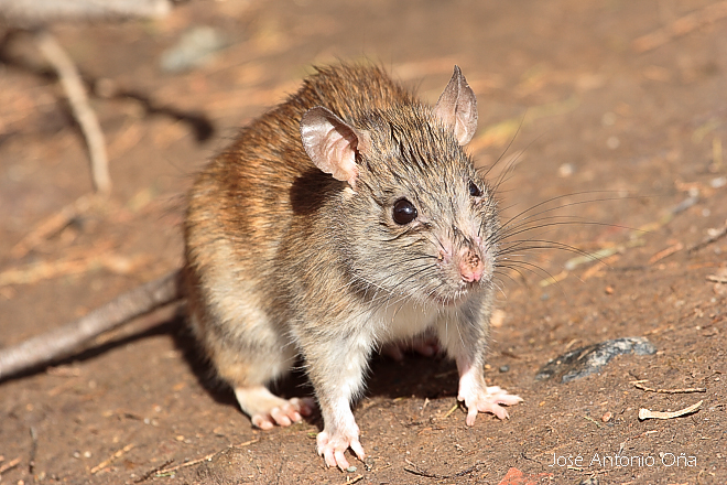 El tiempo y la luz: La rata