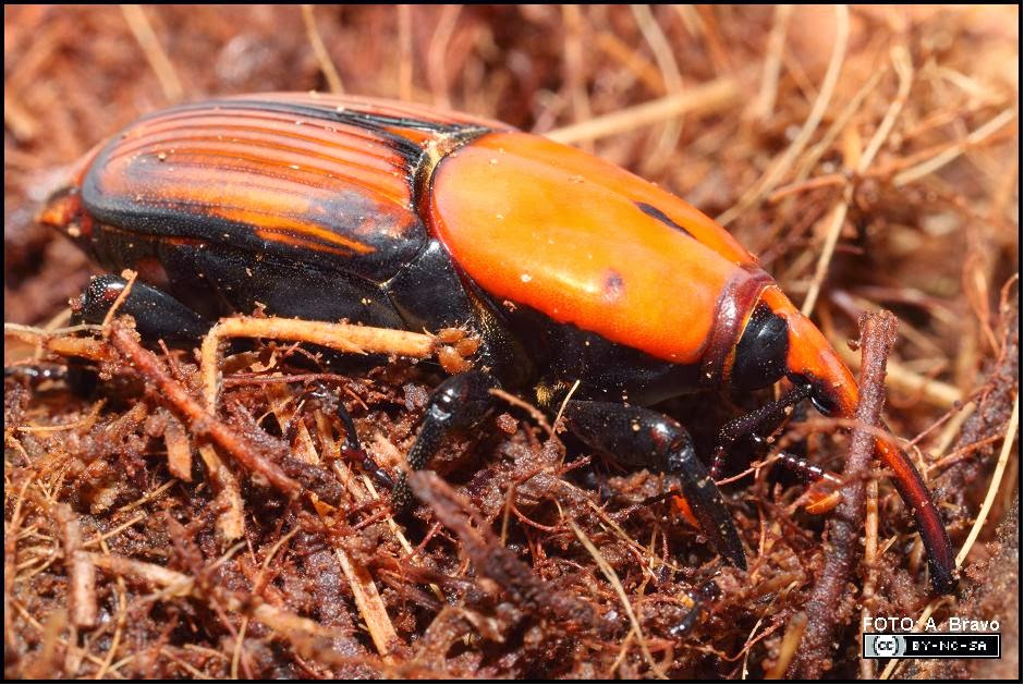 FAUNA AUXILIAR: FAMILIA UROPODIDAE