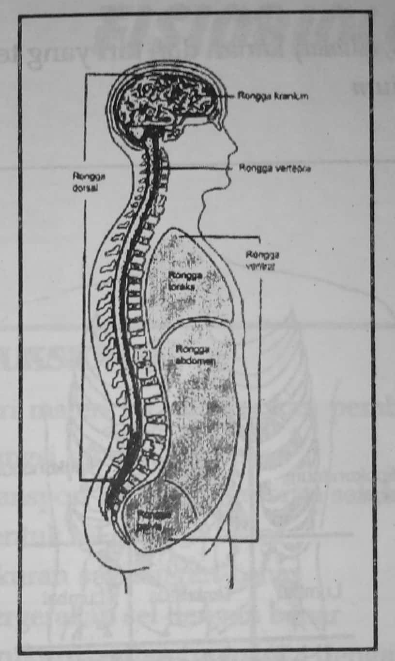 TINJAUAN ANATOMI DAN FISIOLOGI STRUKTUR MANUSIA