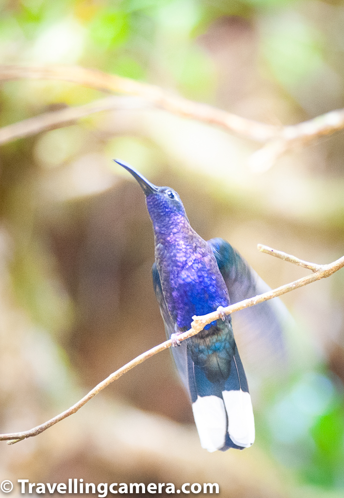 Bird of the month of April || The centred, enlightened Hummingbird