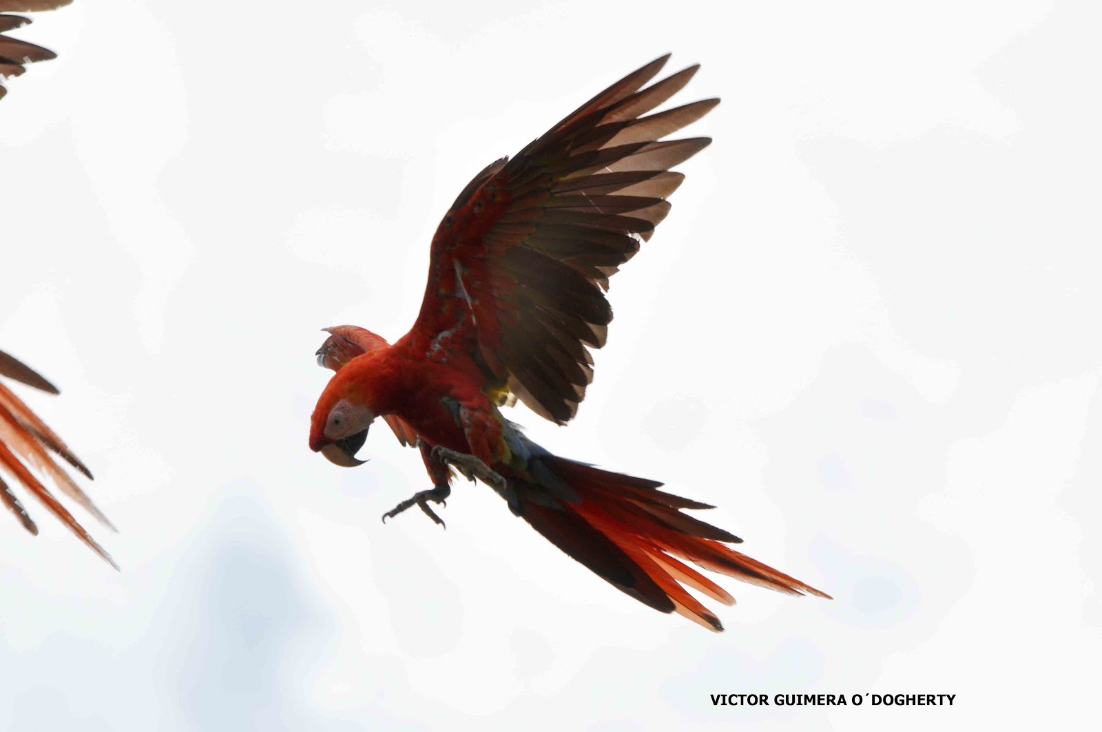 Mis imágenes de aves: LA LAPA ROJA