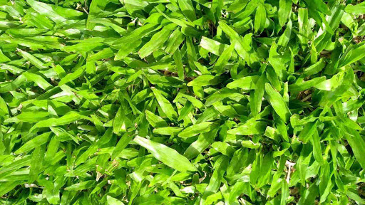 Gramas e Plantas e pedras para jardins em Porto Alegre