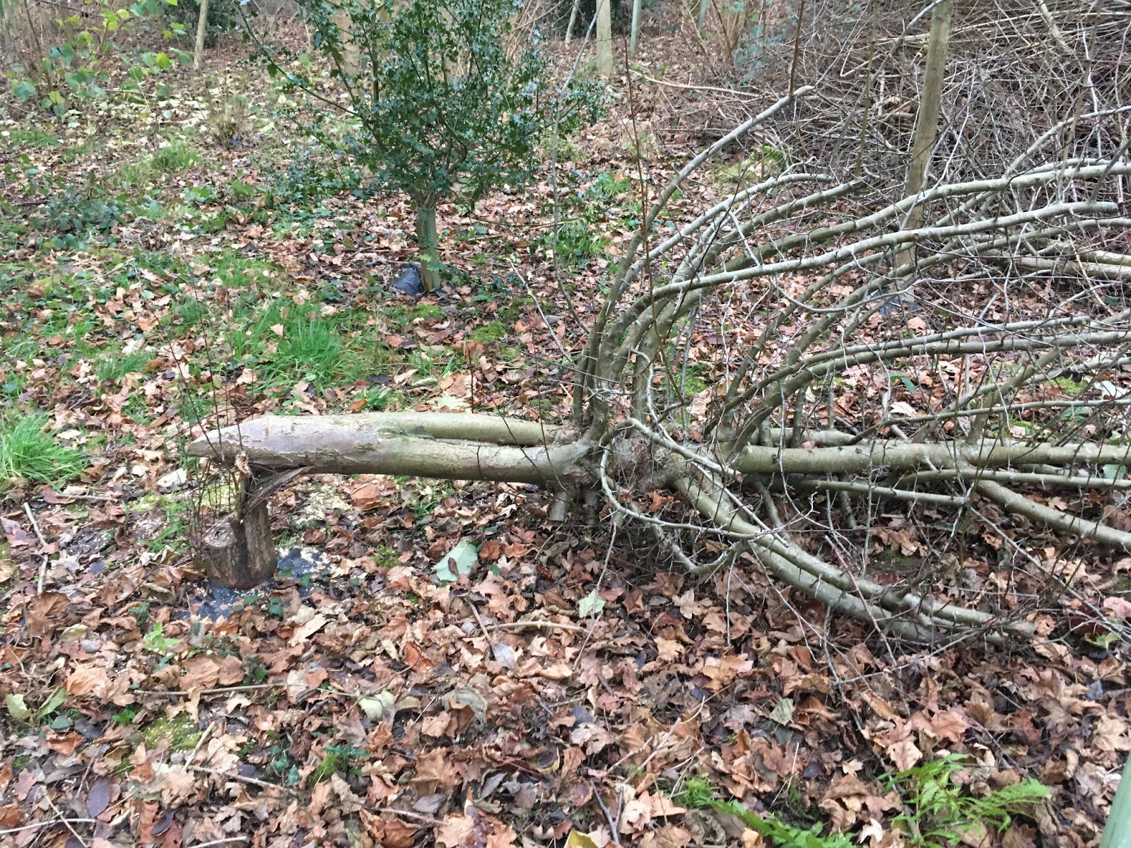 Woodland and Wildflower Meadow: Coppicing and Pollarding