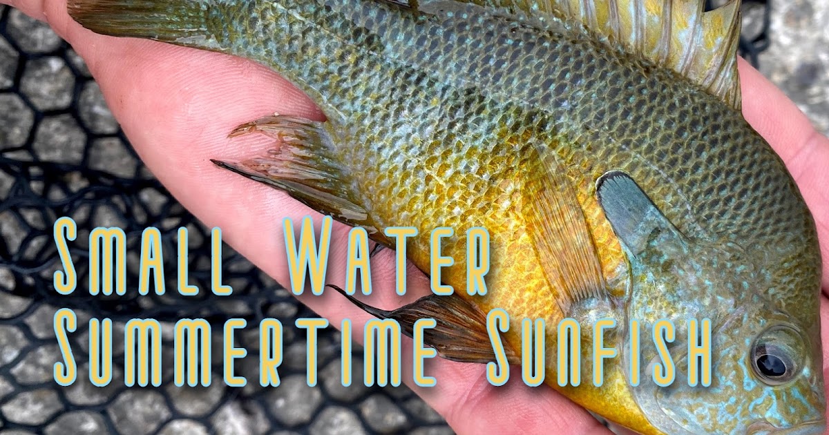 Small Water Summertime Sunfish