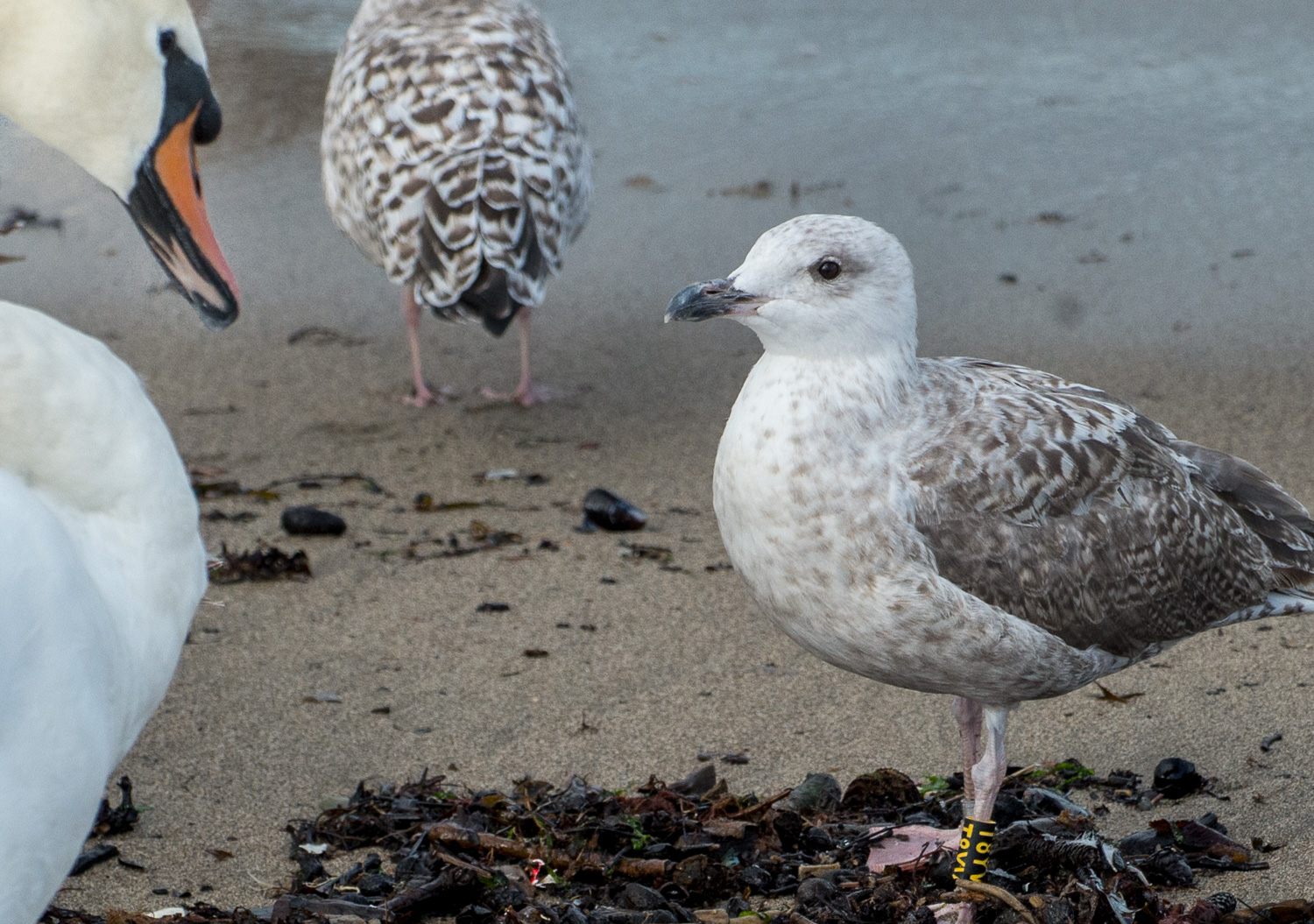 Colour ringed birds