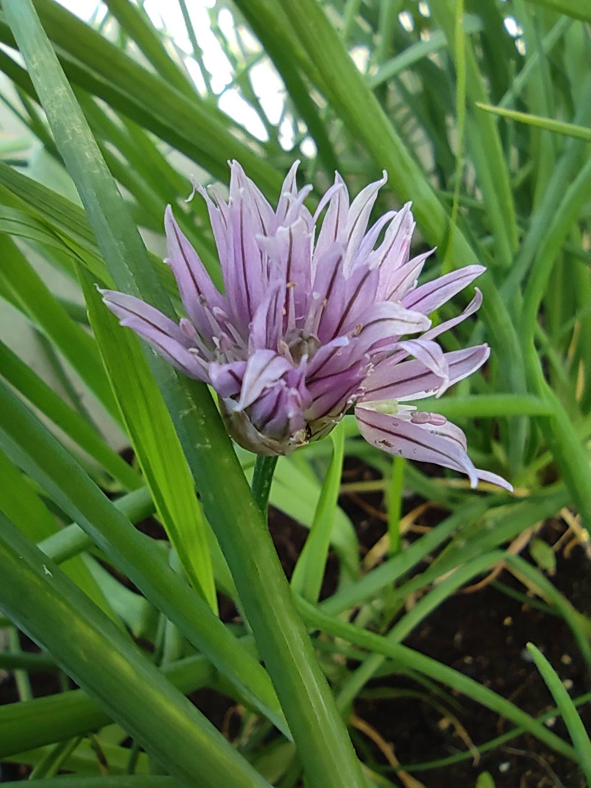 El Huerto de Jose Antonio: Cultivo orgánico del cebollino.