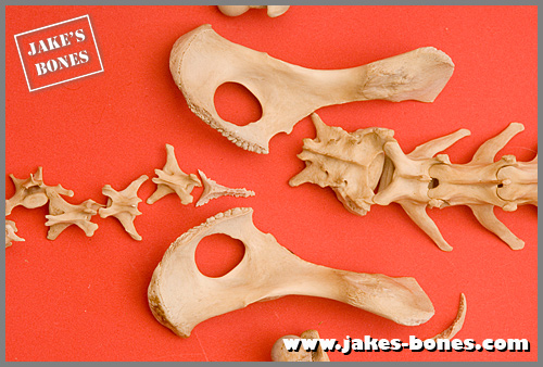 How to re-articulate a fox skeleton: part one : Jake's Bones