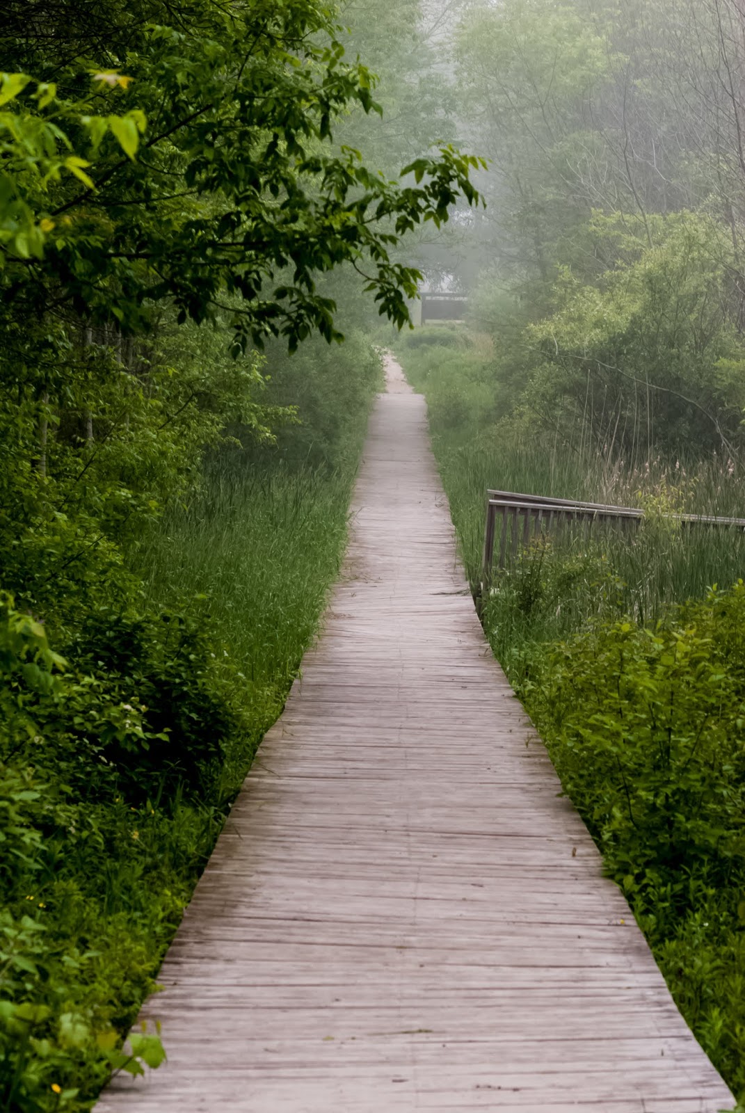 Trail Boardwalks