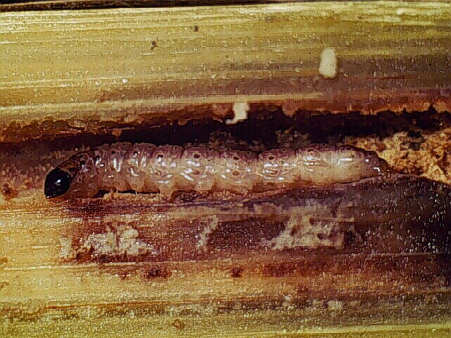 Missouri Beginning Farming: How Insects Survive Cold: The Potential ...