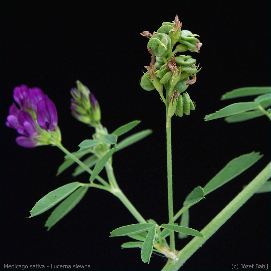 Plant Gallery - Encyklopedia Roślin: Medicago sativa - Lucerna siewna