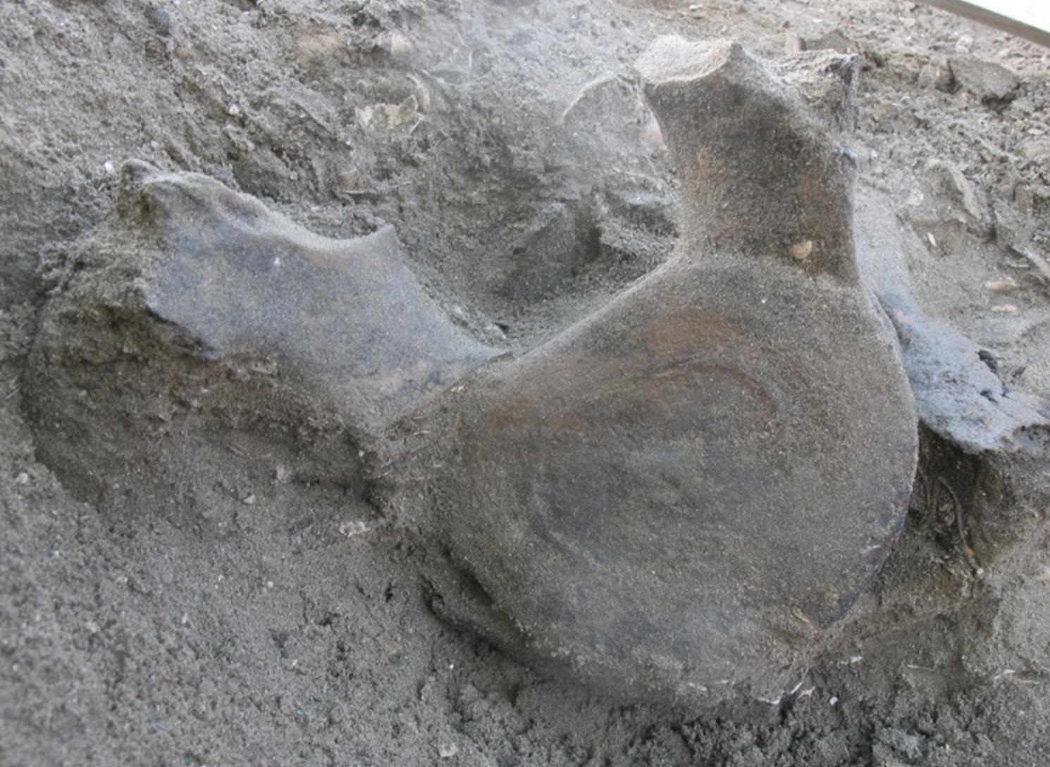 Species New to Science: [PaleoMammalogy • 2020] Antwerpibalaena ...