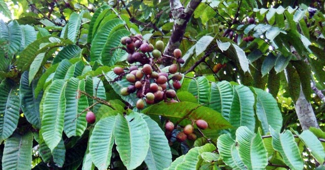 JUAL BIBIT BUAH MATOA ~ SINOX NURSERY