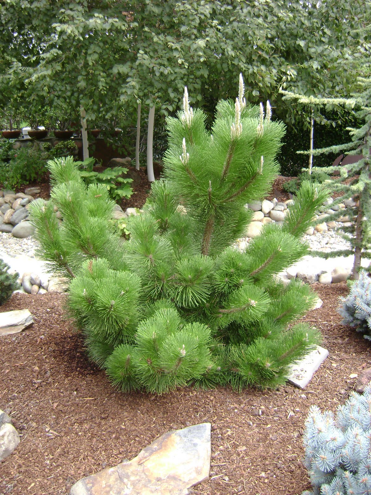 the yard of rick and joy: Thunderhead Pine 9/26/2011