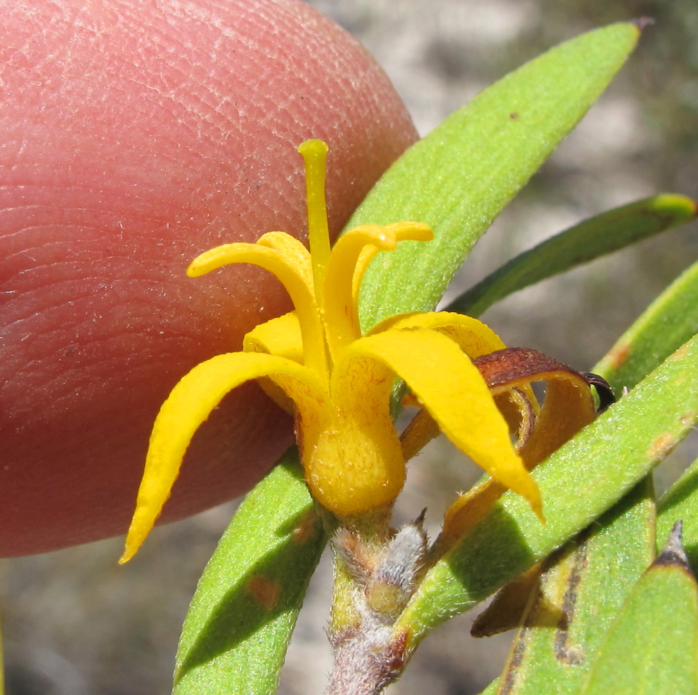 Esperance Wildflowers: Persoonia trinervis – Geebung