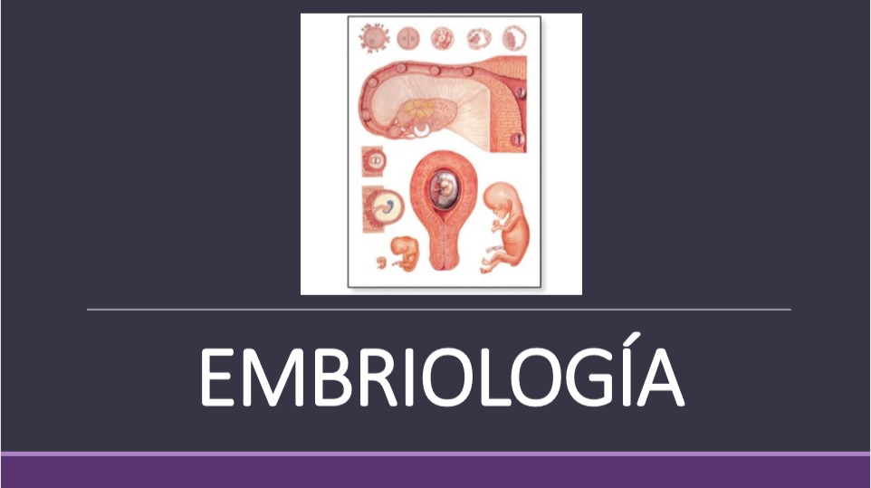 EMBRIOLOGÍA
