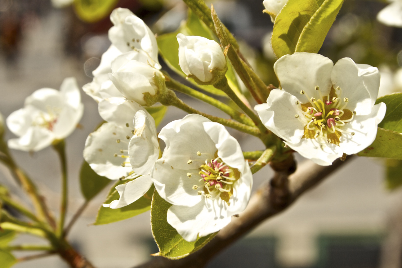 Flora Urbana: Mini-poires de Chine