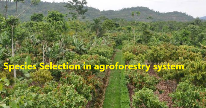 Species Selection in agroforestry system, Characteristics of an ideal ...