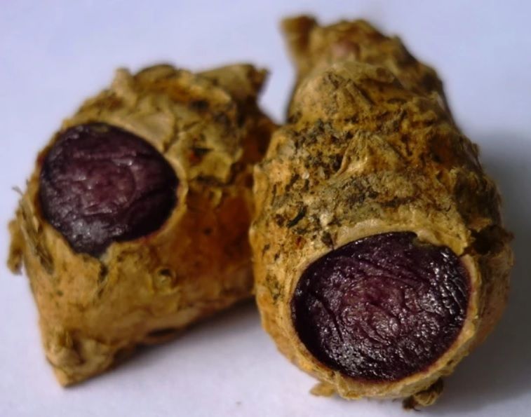 Khasiat Kunyit Hitam Memulih Kesihatan Tubuh Dan Mencegah Penyakit ...