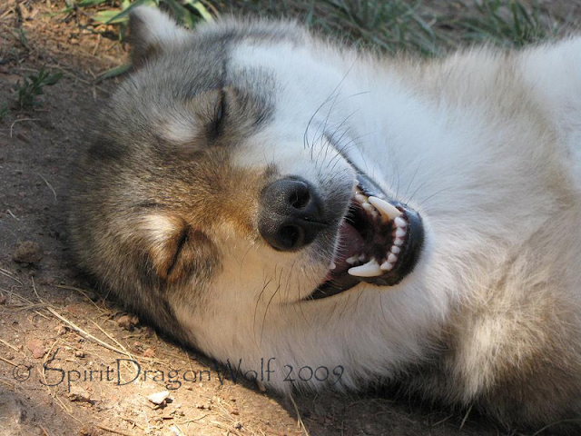 White Wolf : 17 Pictures Of Happiest Wolves Who Show The Best "Smiles"
