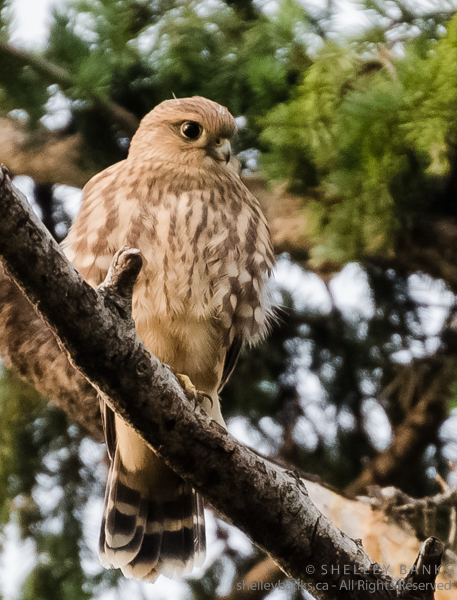 Prairie Nature: Stumbling on Young Prairie Merlins - Saskatchewan